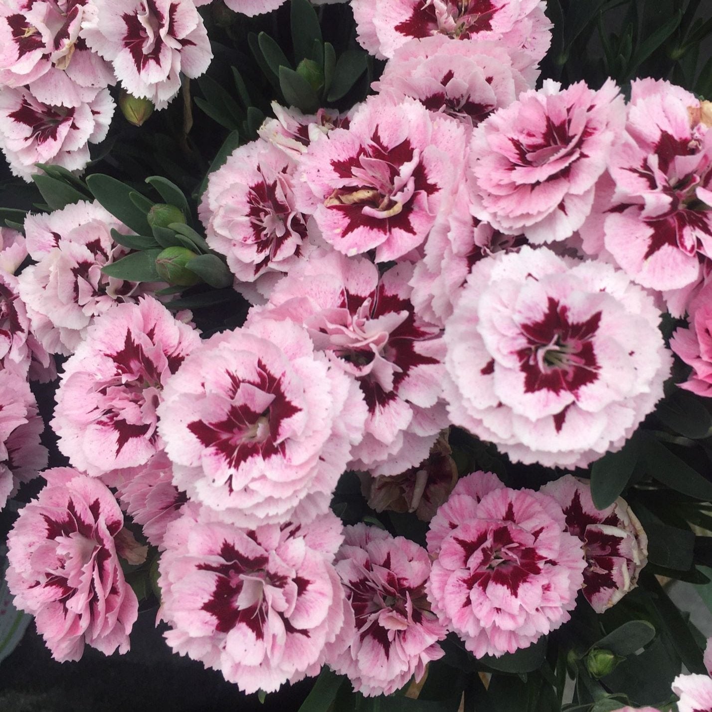 DIANTHUS Oscar Purple Star – Windyridge Garden Centre