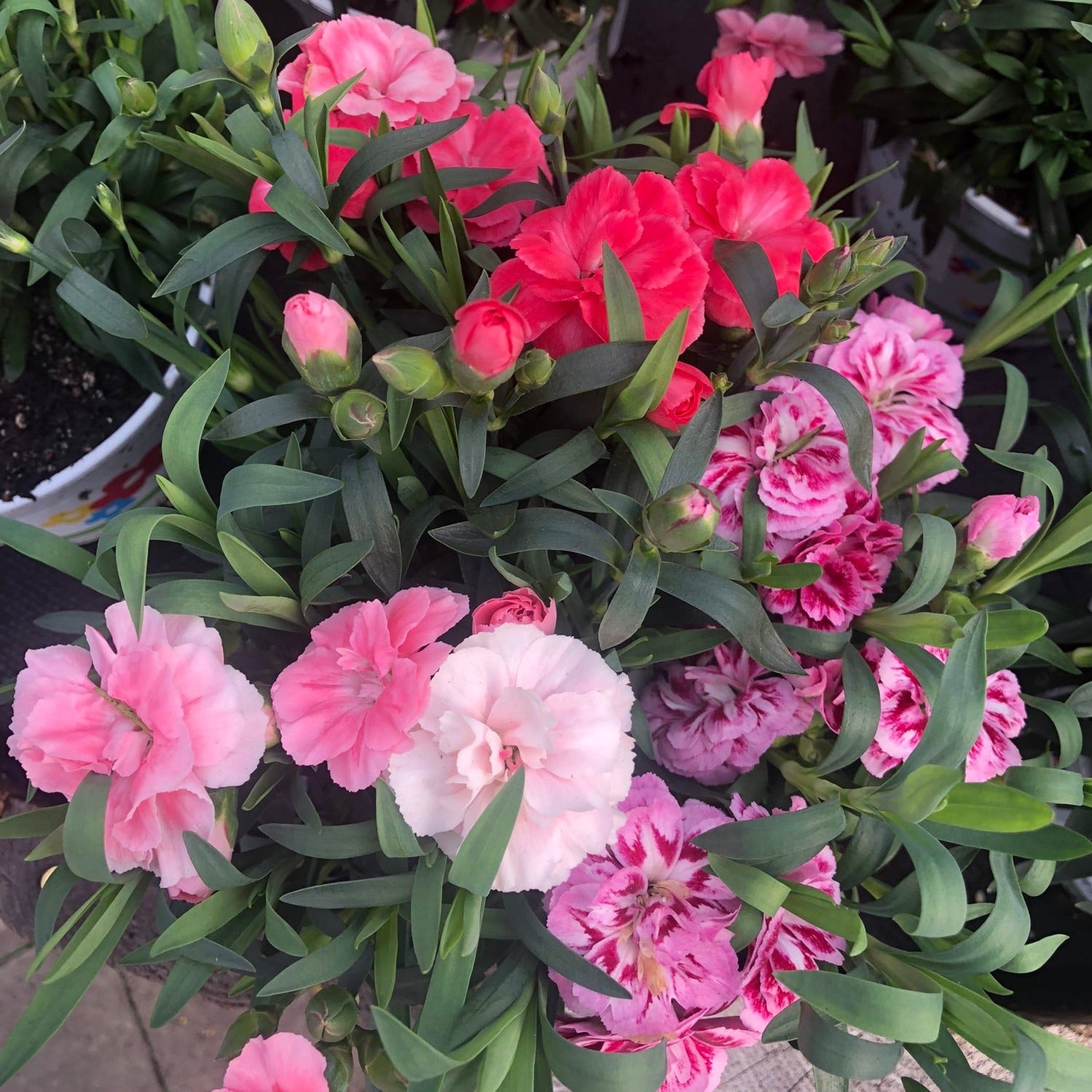 Carnation Dianthus Oscar Trio (15cm Pot) – Windyridge Garden Centre