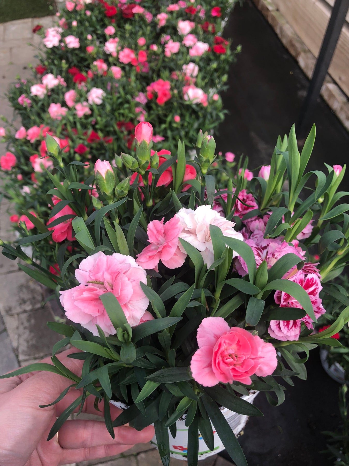 Carnation Dianthus Oscar Trio (15cm Pot) – Windyridge Garden Centre