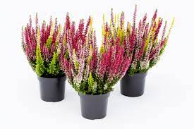 Calluna vulg. Beauty Ladies trio / P11 – Windyridge Garden Centre