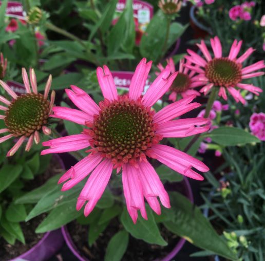 Coneflower Echinacea Delicious Candy (2Ltr Pot) – Windyridge Garden Centre