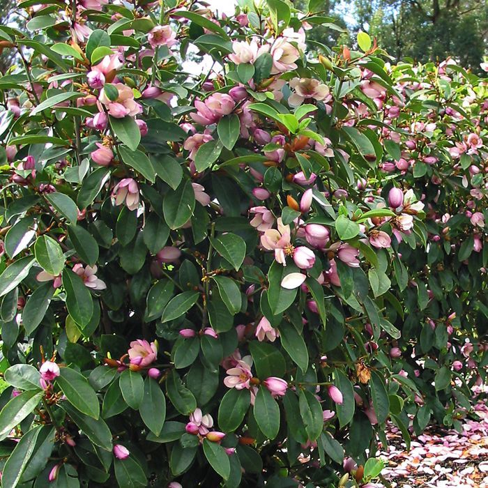 Buy Magnolia Fairy Online | Windyridge Garden Centre – Windyridge ...