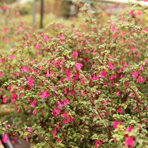 FUCHSIA MILLION BELLS – Windyridge Garden Centre