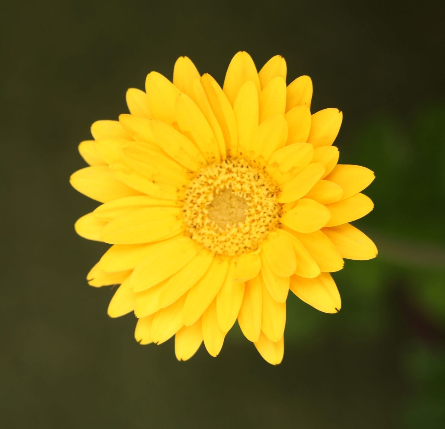 Garvinea Sweet Smile – Windyridge Garden Centre