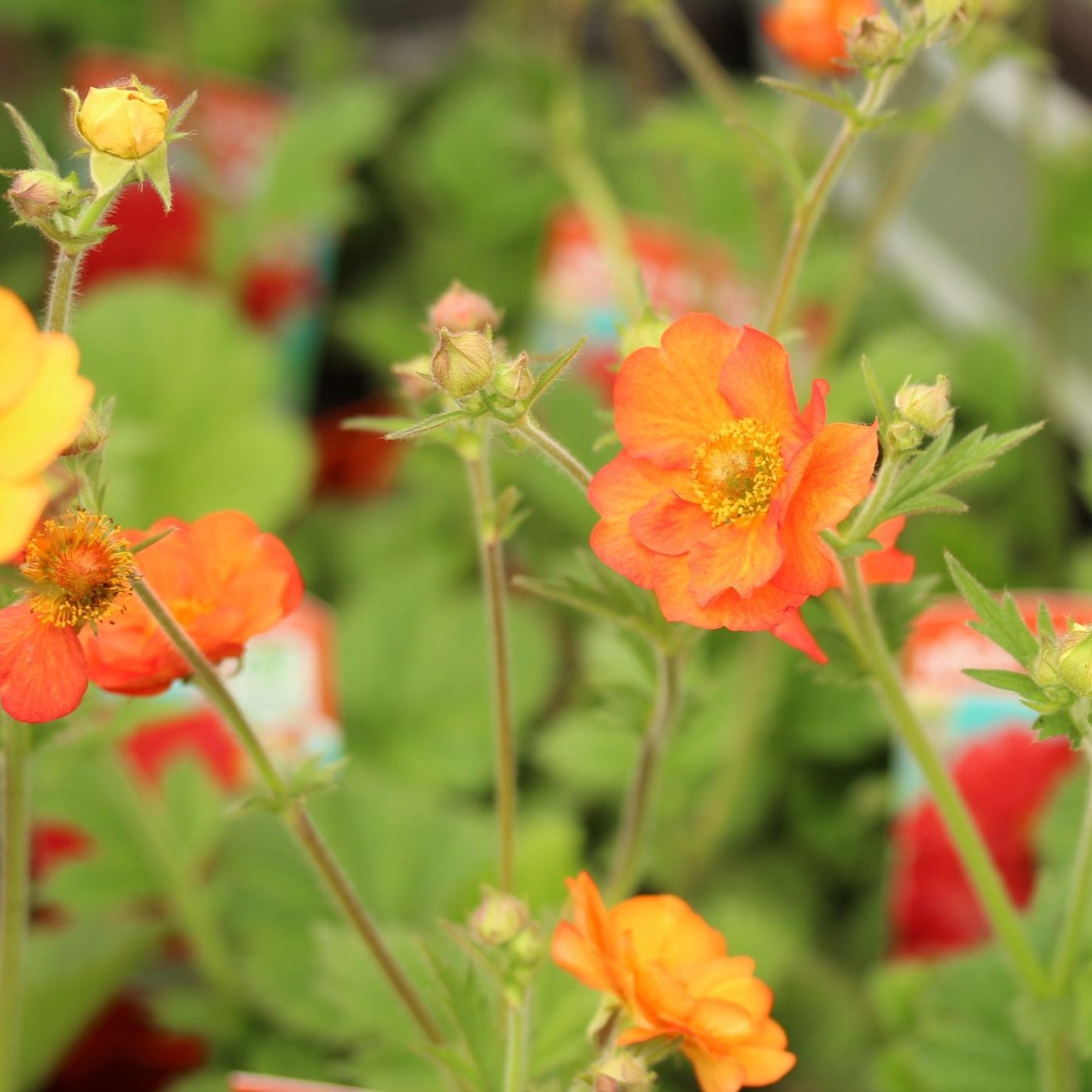 Geum Sarlet Tempest – Windyridge Garden Centre