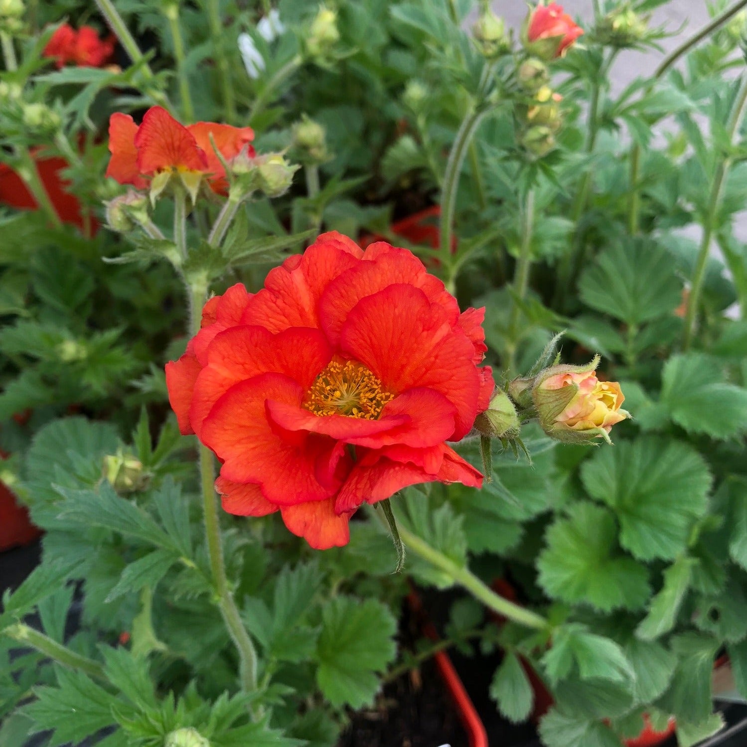 Geum Fiery Tempest – Windyridge Garden Centre