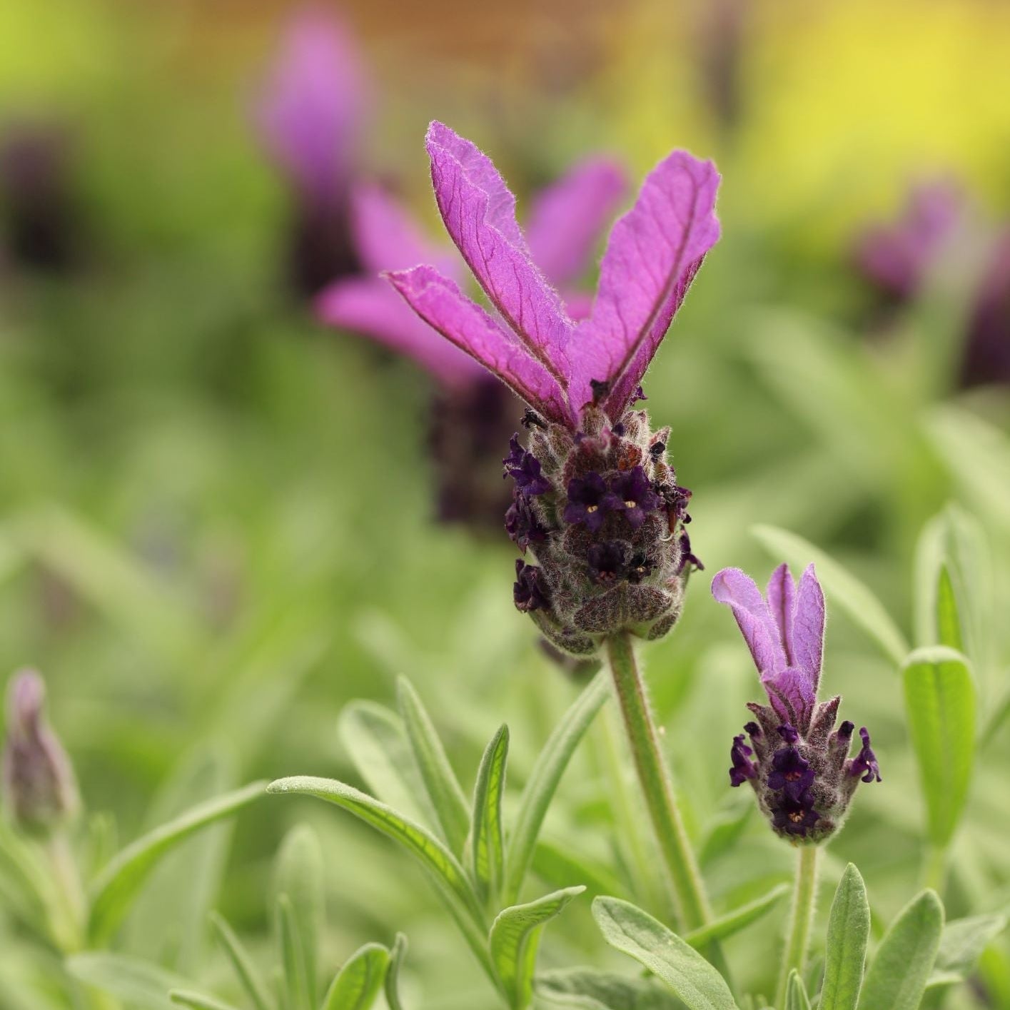 LAVANDULA s. Great Adventure WN – Windyridge Garden Centre