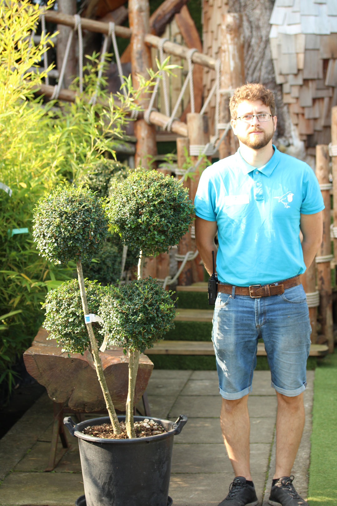 Buy Ligustrum Jonandrum Clt 35 H 100 - 120 Cm Pon Pon 4 P. Online ...