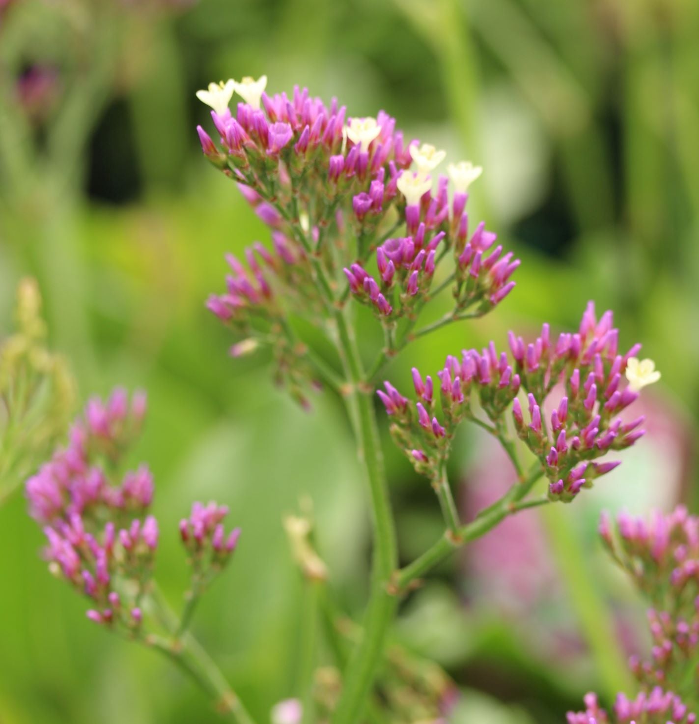 Sea Lavender (Limonium Salt Lake) – Windyridge Garden Centre