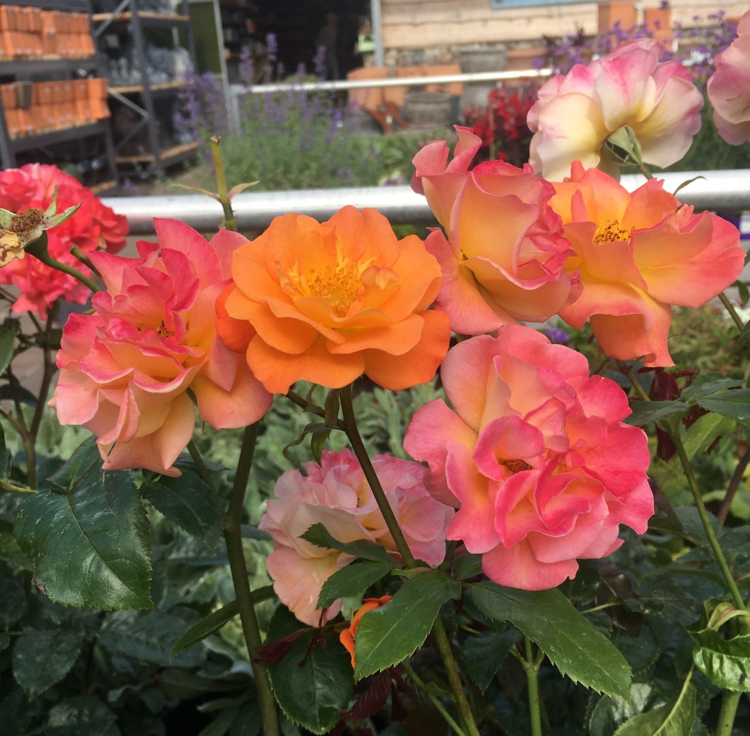 ROSA PRECIOUS AMBER – Windyridge Garden Centre