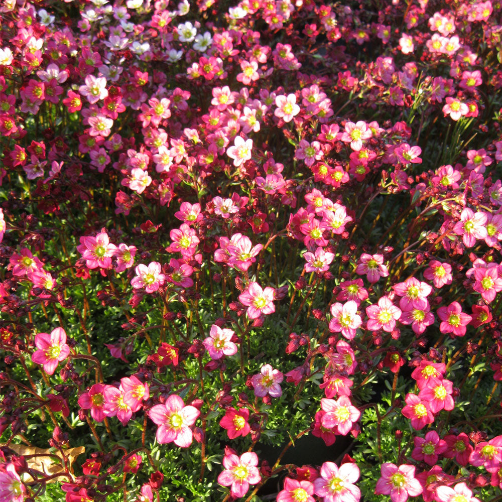 SAXIFRAGA Pixie Rose – Windyridge Garden Centre