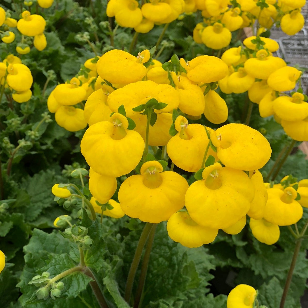 Buy Calceolaria Calynopsis Yellow 2 Ltr Online | Windyridge Garden ...
